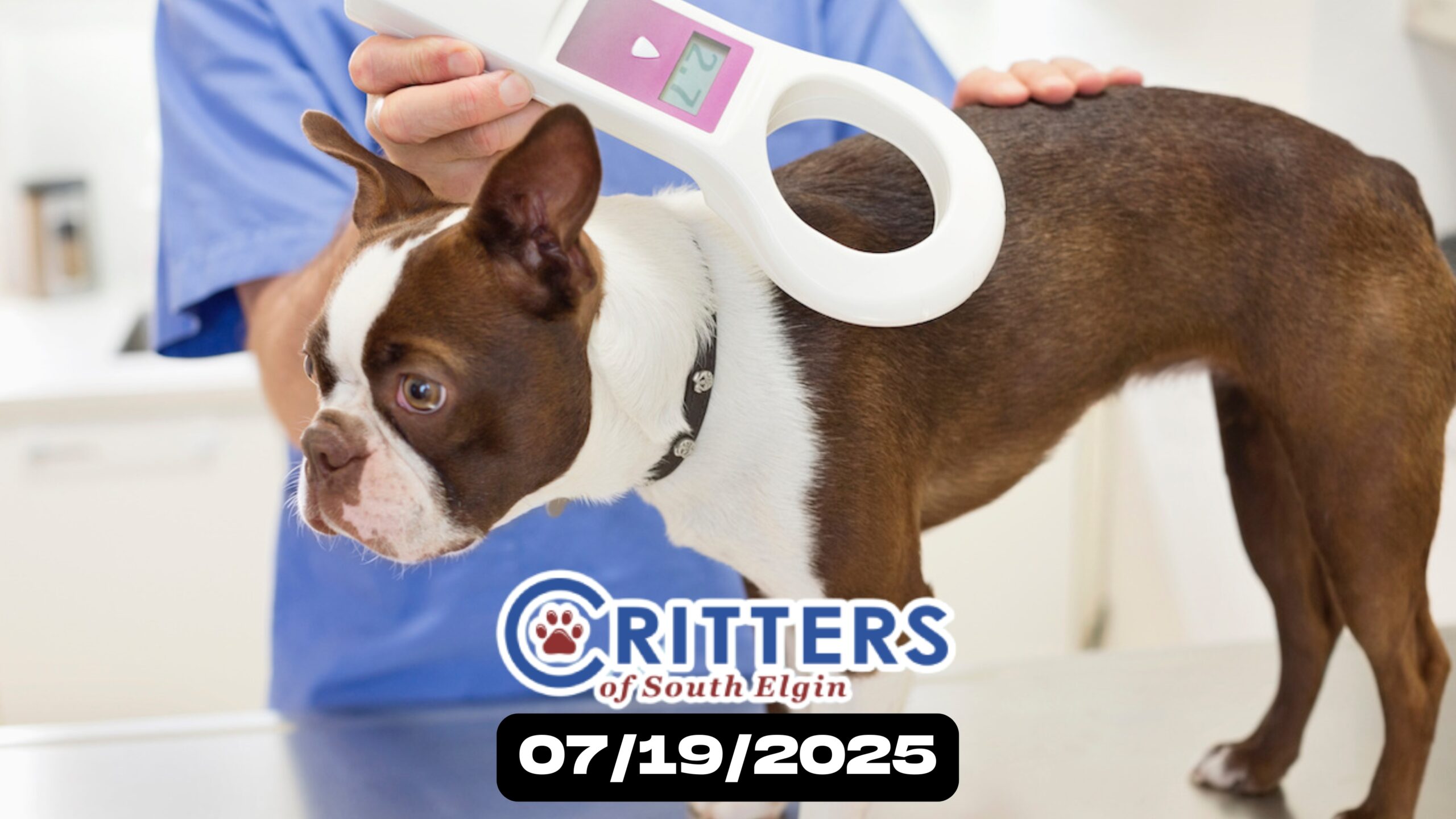 Micro-Chip Your Dog Day – Peace of Mind in One Tiny Tag - Critters Pet ...