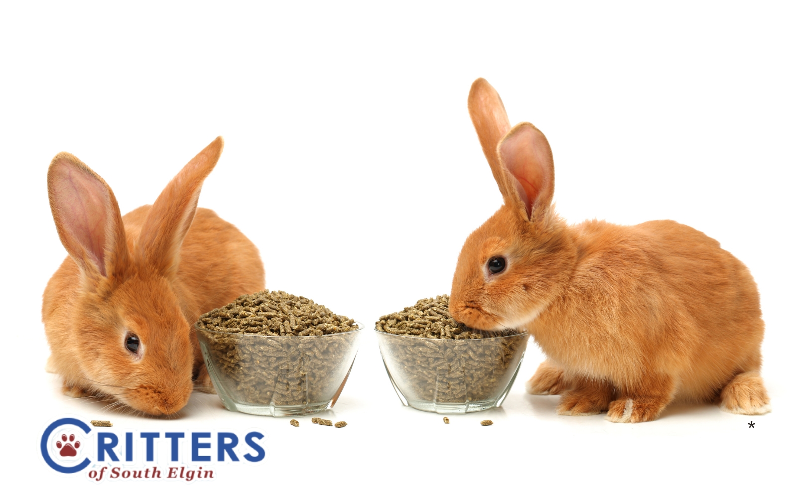 What to Feed Your Rabbit: Diet Tips for New Rabbit Owners - Critters ...
